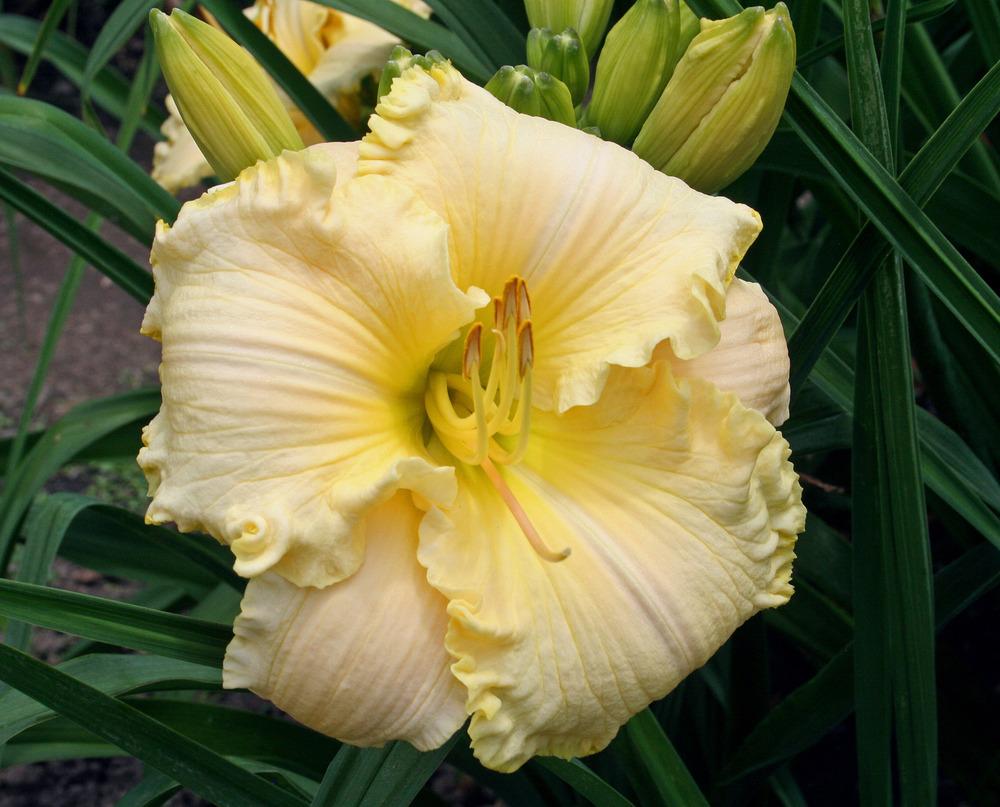 Daylily (Hemerocallis 'Casting Pearls') in the Daylilies Database ...