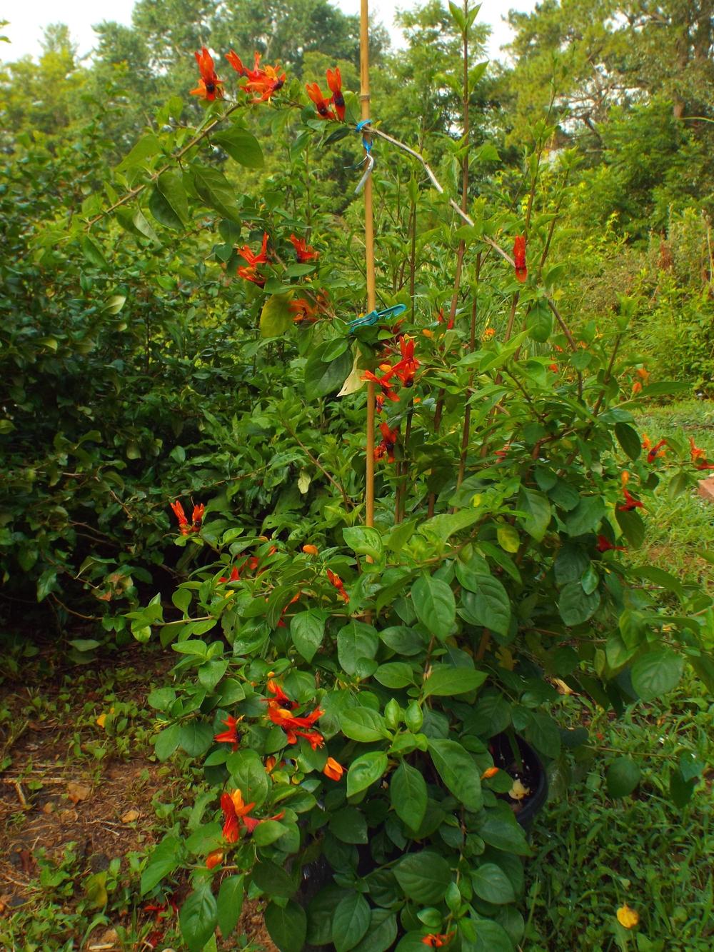 Photo of the entire plant of Hummingbird Plant (Ruttya fruticosa ...