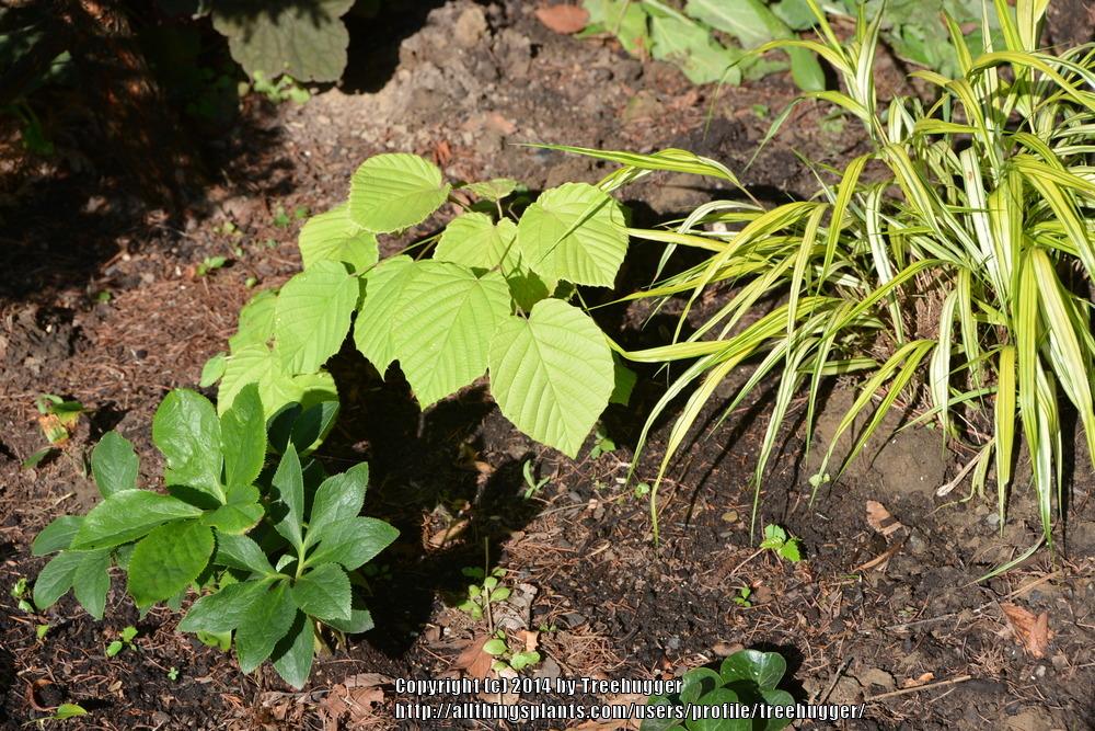 Golden Winterhazel (Corylopsis spicata 'Golden Spring') - Garden.org