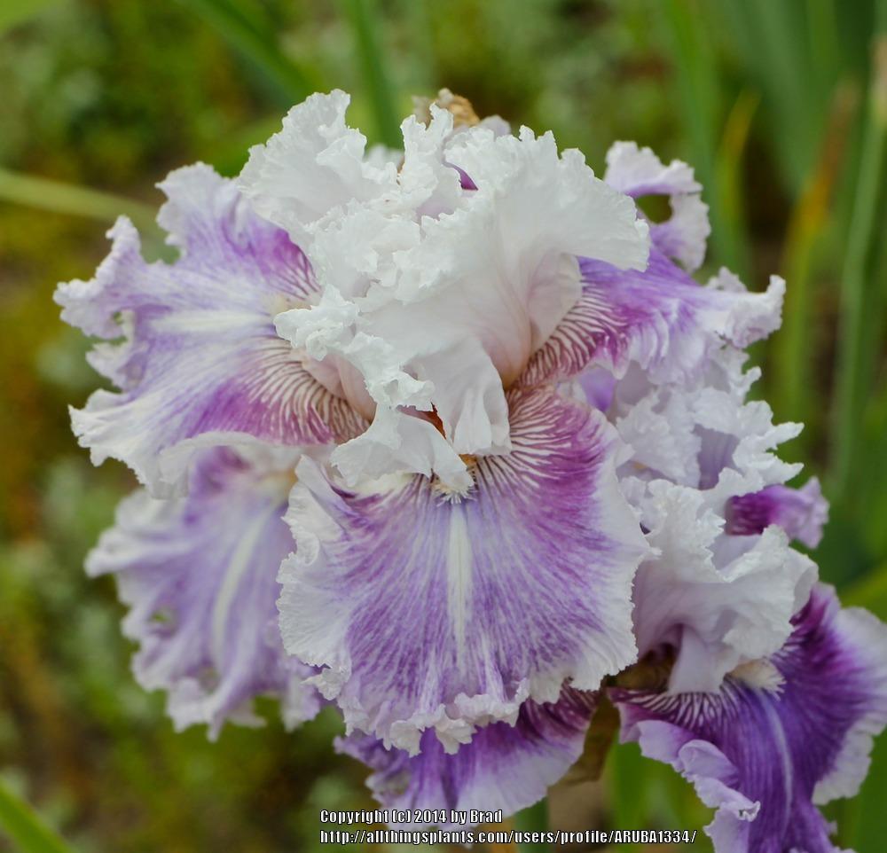 Photo of the bloom of Tall Bearded Iris (Iris 'Frill of It All') posted ...