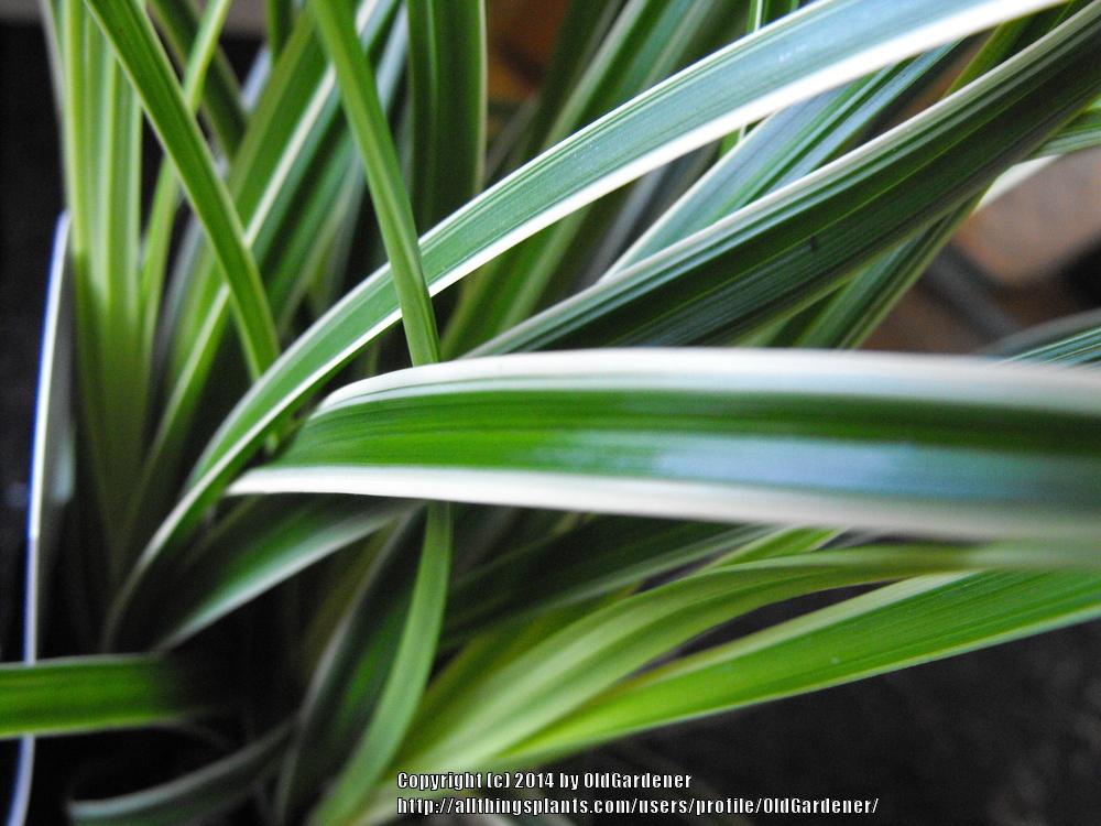 Sedges: Plant Care and Collection of Varieties - Garden.org