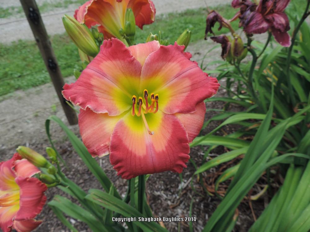 Photo of the bloom of Daylily (Hemerocallis 'Message of Love') posted ...