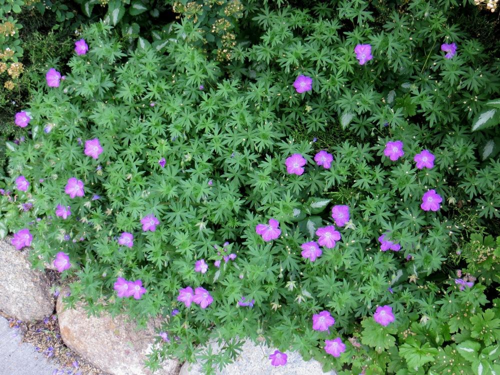 Photo of the entire plant of Hardy Geranium (Geranium 'Tiny Monster ...
