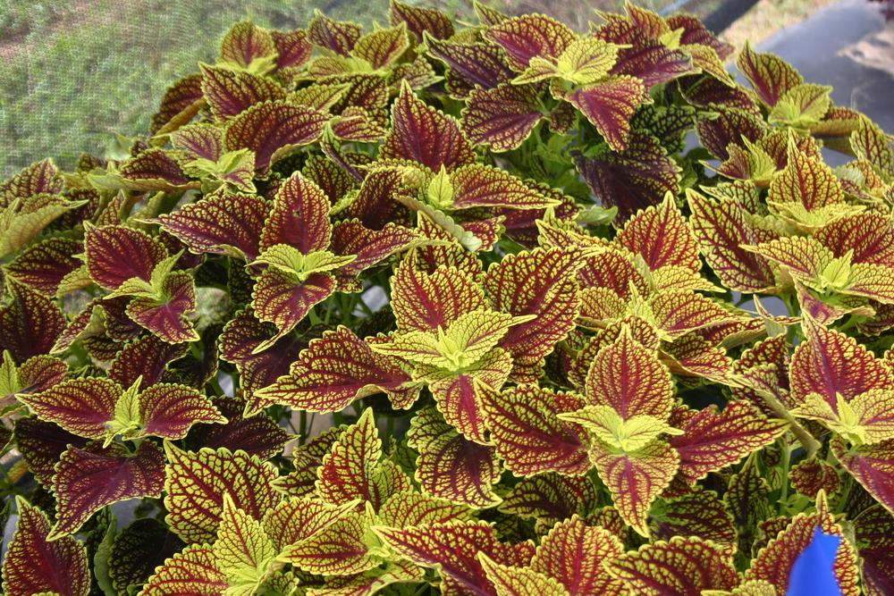 Photo of the leaves of Coleus (Coleus scutellarioides Coleosaurus ...