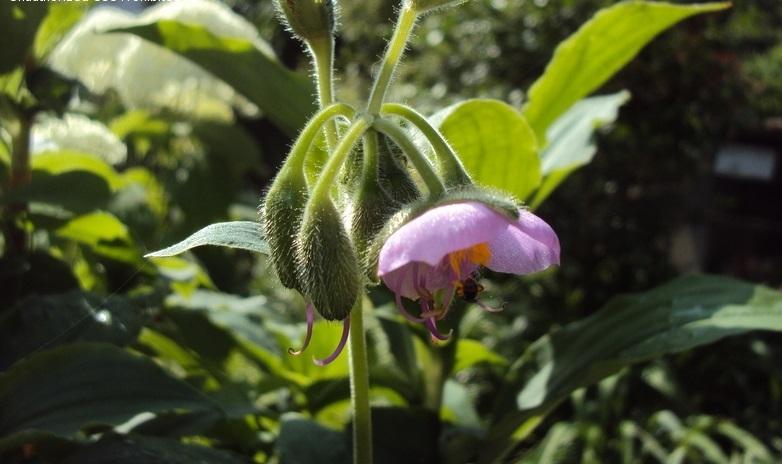 Widow’s Tears (Tinantia erecta) - Garden.org