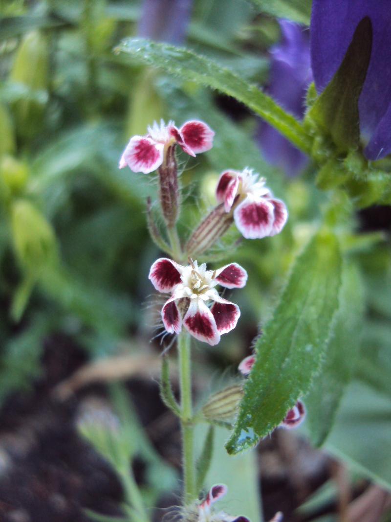 Windmill Pink (Silene gallica) - Garden.org