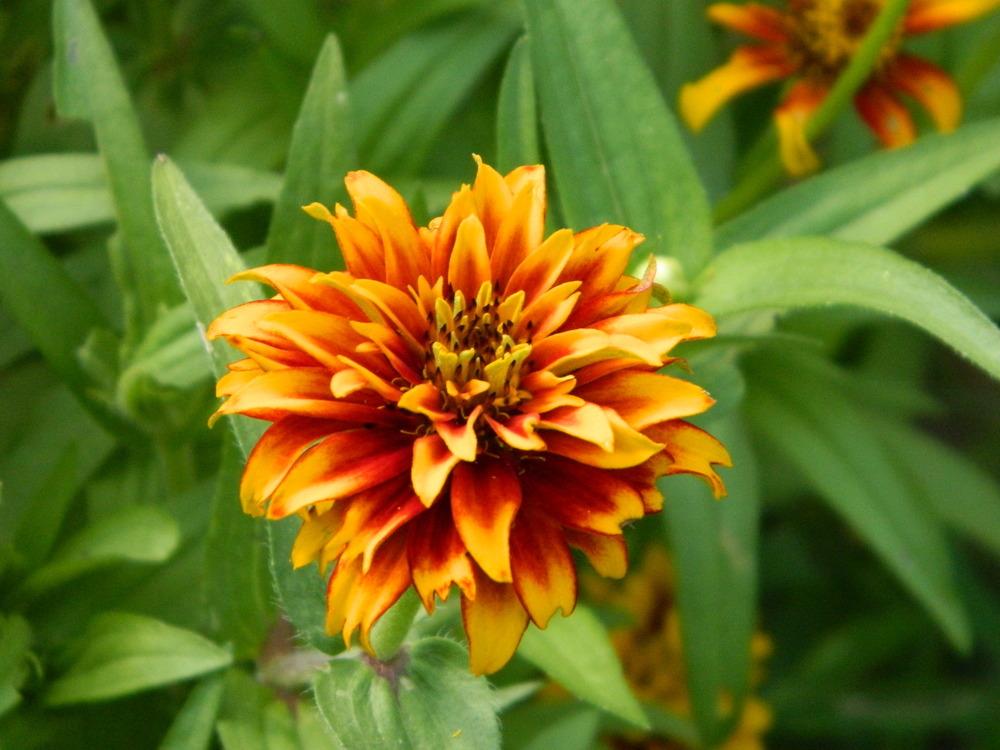 Mexican Zinnia (Zinnia haageana 'Old Mexico') - Garden.org