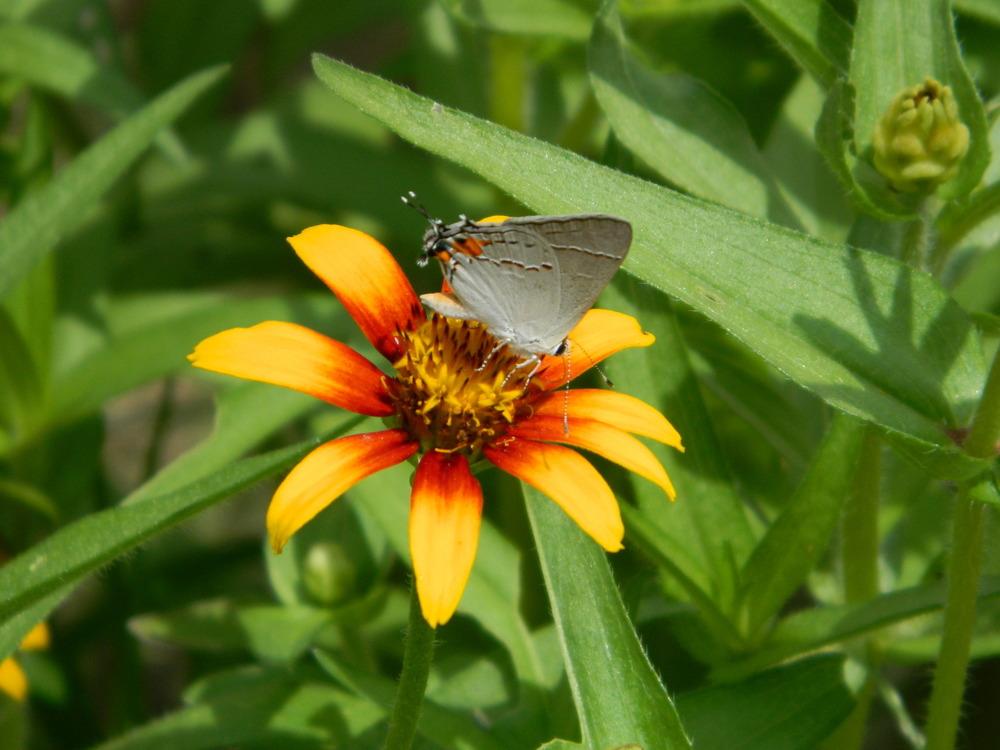 Photo of the bloom of Mexican Zinnia (Zinnia haageana 'Old Mexico ...