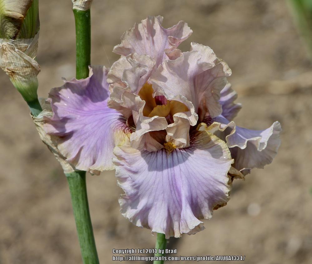 Photo of the bloom of Tall Bearded Iris (Iris 'Moon Spirit') posted by ...