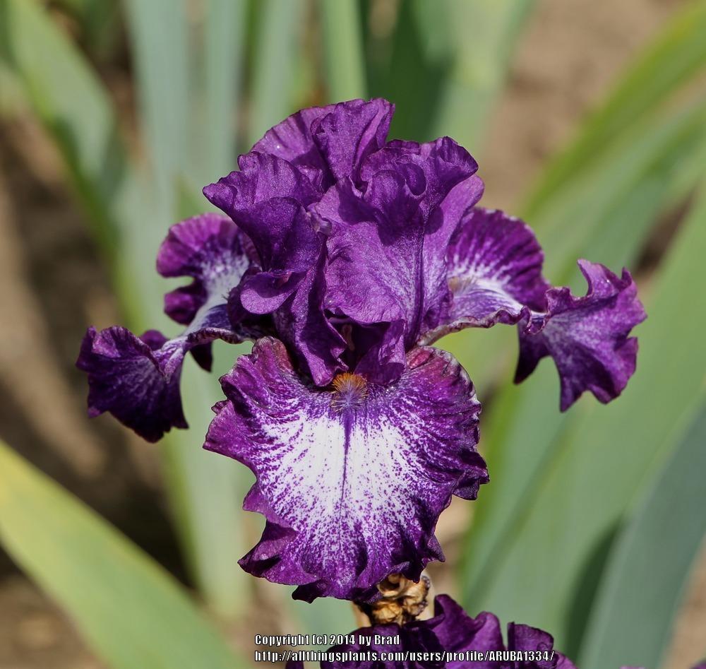 Photo of the bloom of Tall Bearded Iris (Iris 'Midnight Velvet') posted ...