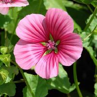 Photo of the bloom of Malope (Malope trifida 'Vulcan') posted by Joy ...