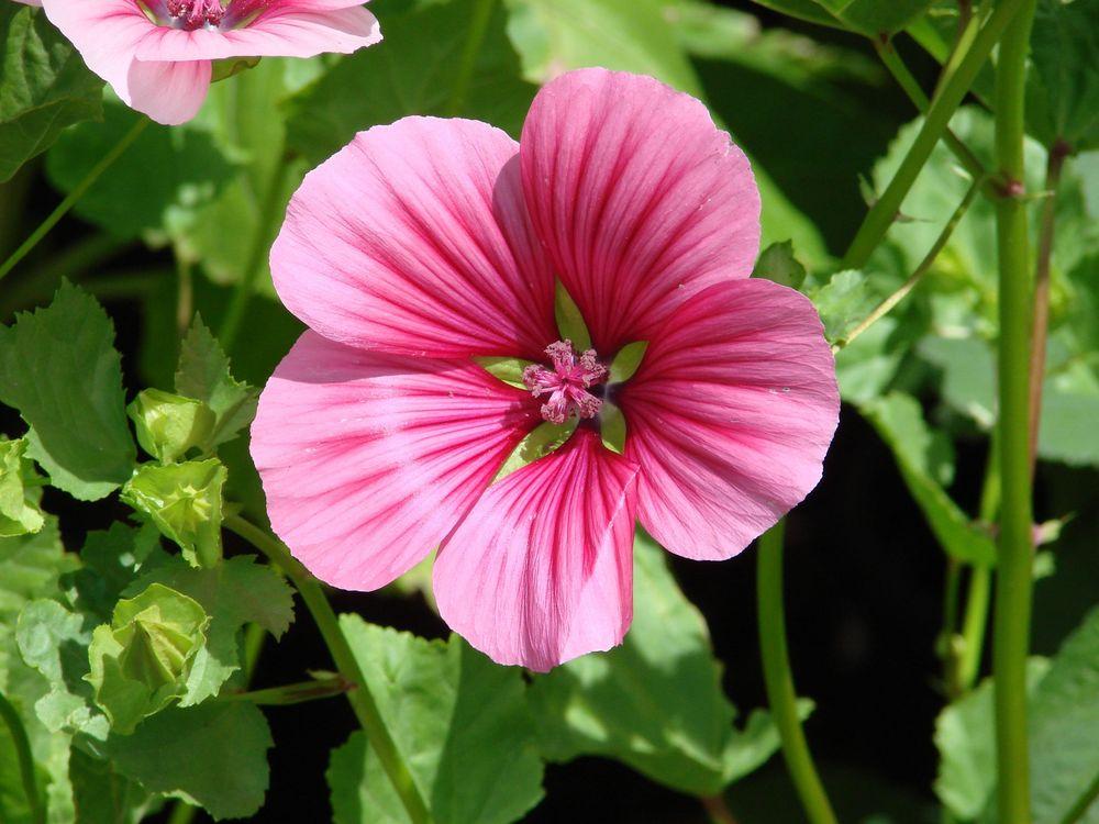 Photo of the bloom of Malope (Malope trifida 'Vulcan') posted by Joy ...
