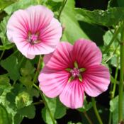 Photo of the bloom of Malope (Malope trifida 'Vulcan') posted by Joy ...