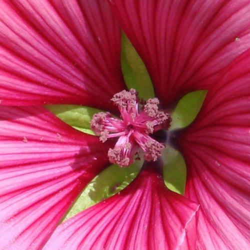 Malope (Malope trifida 'Vulcan') - Garden.org