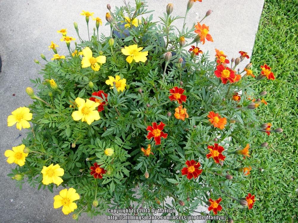 Photo of the bloom of French Marigold (Tagetes erecta 'Disco Mix ...