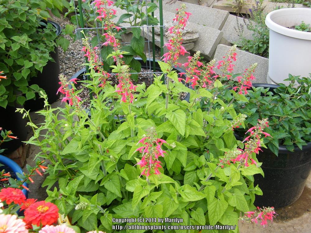 Photo of the entire plant of Scarlet Sage (Salvia coccinea 'Lady in Red ...