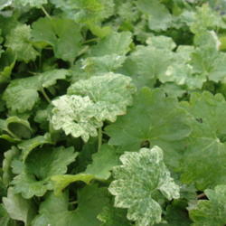Variegated Creeping Charlie (Glechoma hederacea 'Variegata') - Garden.org