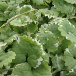 Variegated Creeping Charlie (Glechoma hederacea 'Variegata') - Garden.org