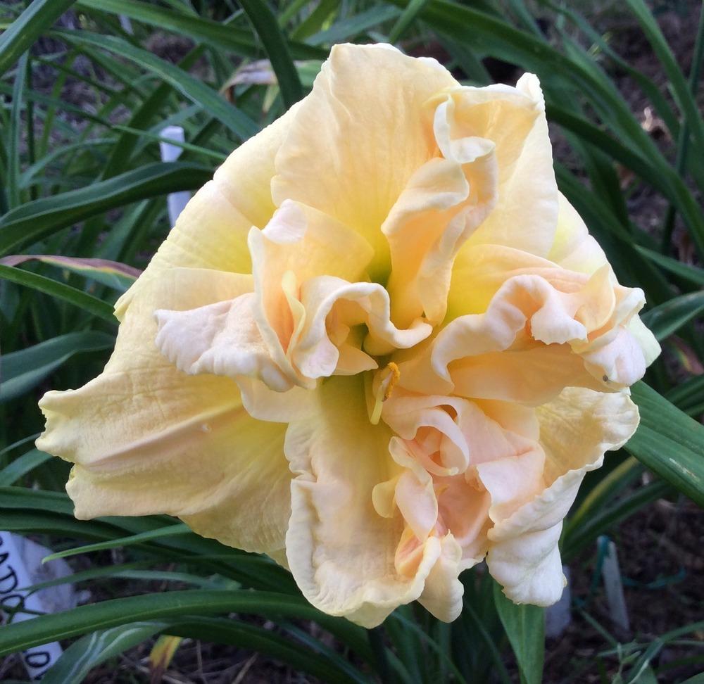 Daylily (Hemerocallis 'Double Vanilla Delight') in the Daylilies ...