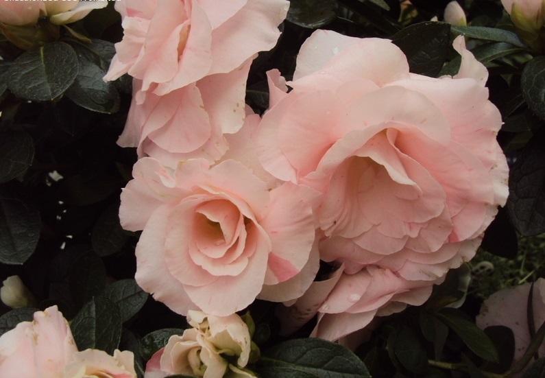 Azalea (Rhododendron 'Rozalea Coral Pink') in the Rhododendrons ...