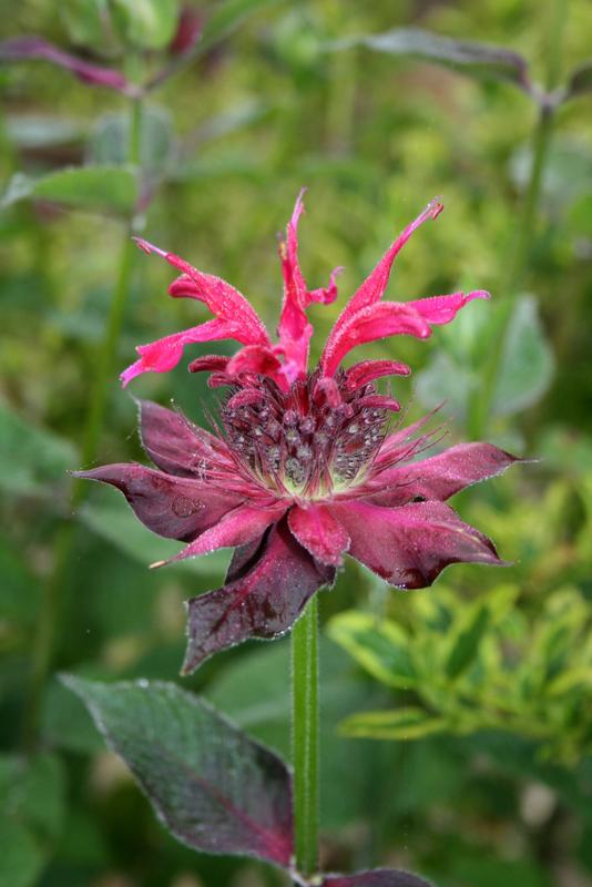 Bee Balms: Plant Care and Collection of Varieties - Garden.org