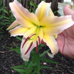 Lily (Lilium 'Elusive') in the Lilies Database - Garden.org