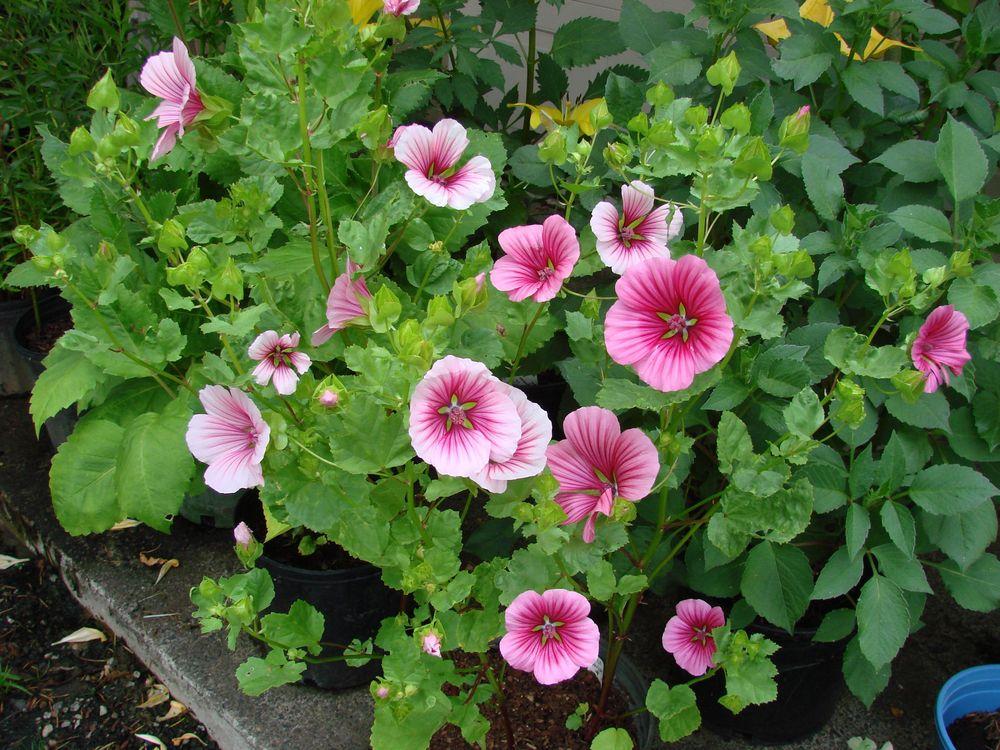 Photo of the entire plant of Malope (Malope trifida 'Vulcan') posted by ...