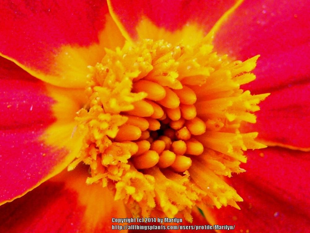 French Marigold (Tagetes erecta 'Disco Mix') - Garden.org