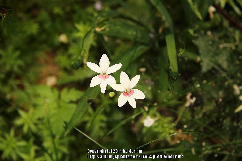 Photo of the bloom of False Freesia (Freesia laxa 'Joan Evans') posted ...