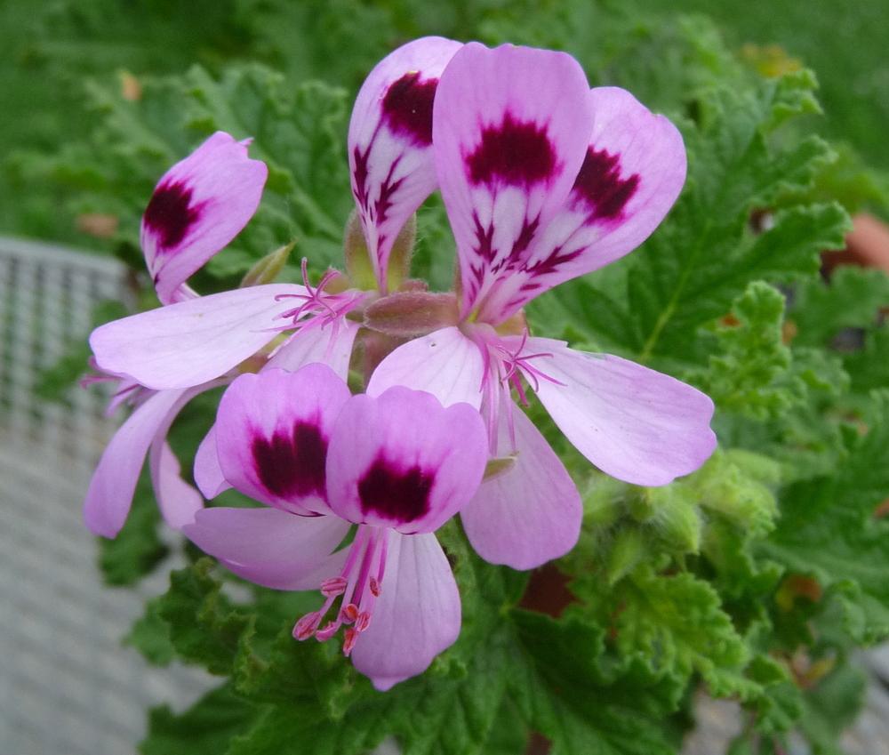 Pelargoniums: Plant Care and Collection of Varieties - Garden.org