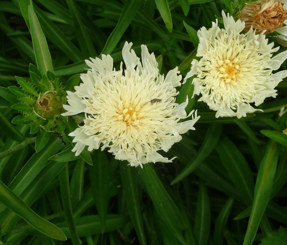 Photo of the bloom of Yellow Stokes' Aster (Stokesia laevis 'Mary ...