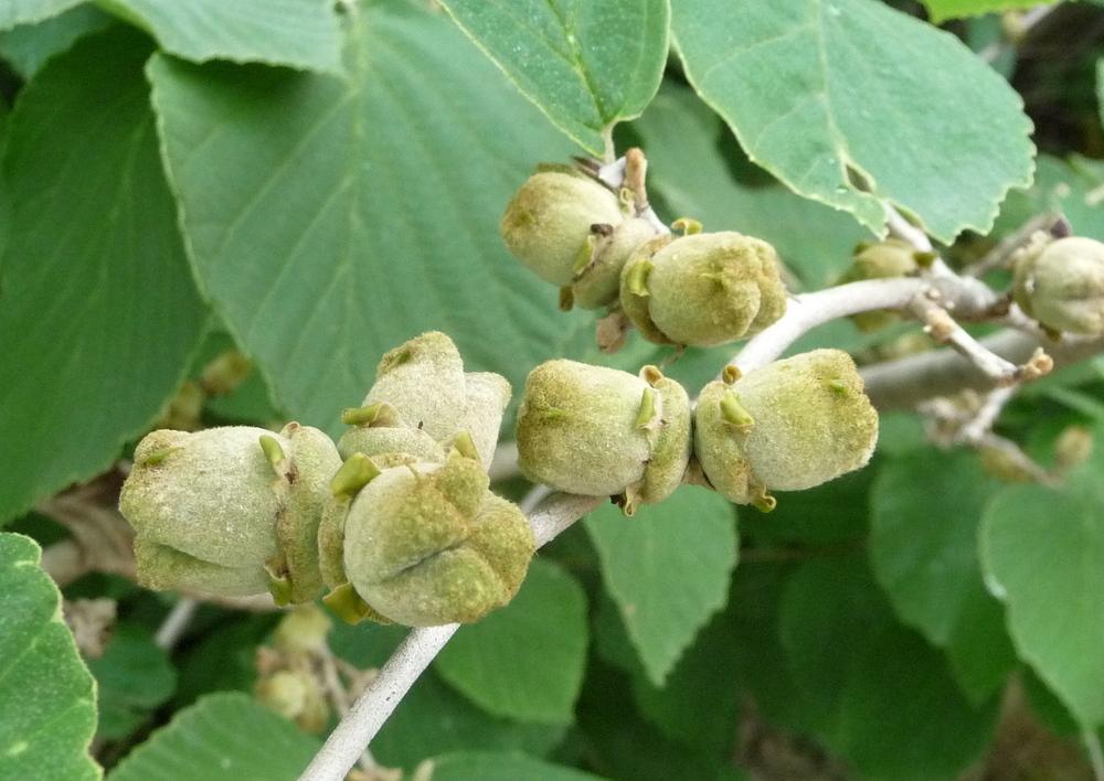 Photo of the seed pods or heads of Witch Hazel (Hamamelis 'Jelena ...