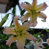Lily (Lilium 'Elusive') in the Lilies Database - Garden.org