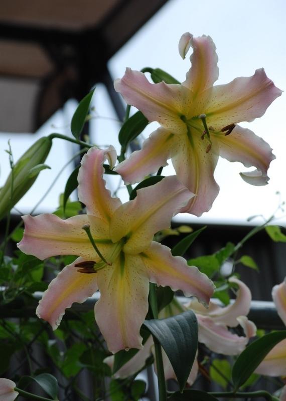 Lily (Lilium 'Elusive') in the Lilies Database - Garden.org