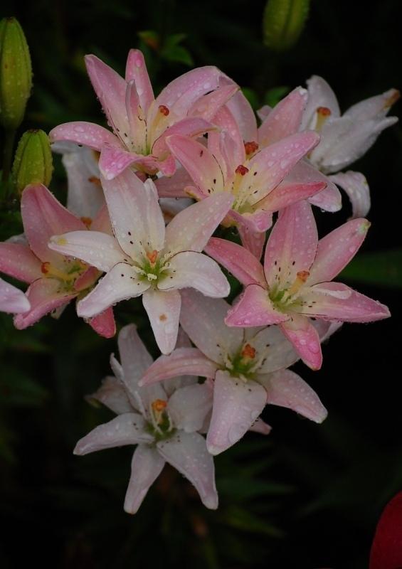 Photo of the bloom of Lily (Lilium 'Spring Pink') posted by pixie62560 ...