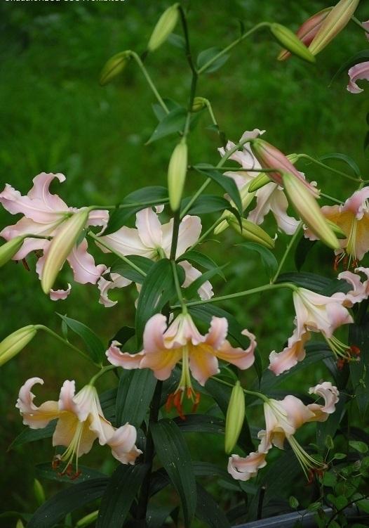 Photo of the entire plant of Lily (Lilium 'Elusive') posted by ...