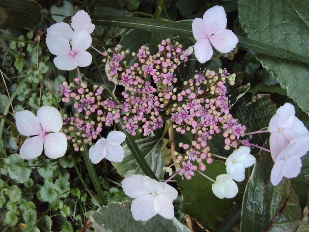Photo of the bloom of Bigleaf Hydrangea (Hydrangea macrophylla ...