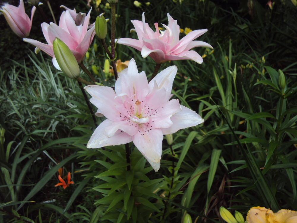 Photo of the bloom of Lily (Lilium 'Elodie') posted by poisondartfrog ...