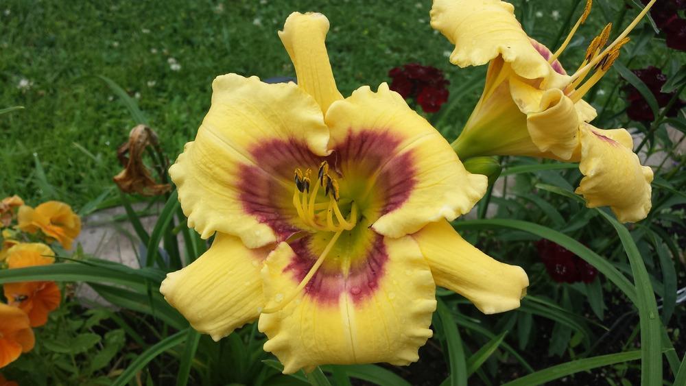 Daylily (Hemerocallis 'Lunacy') in the Daylilies Database - Garden.org