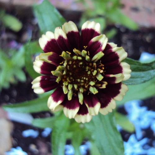 Zinnia (Zinnia haageana 'Aztec Burgundy Bicolor') - Garden.org