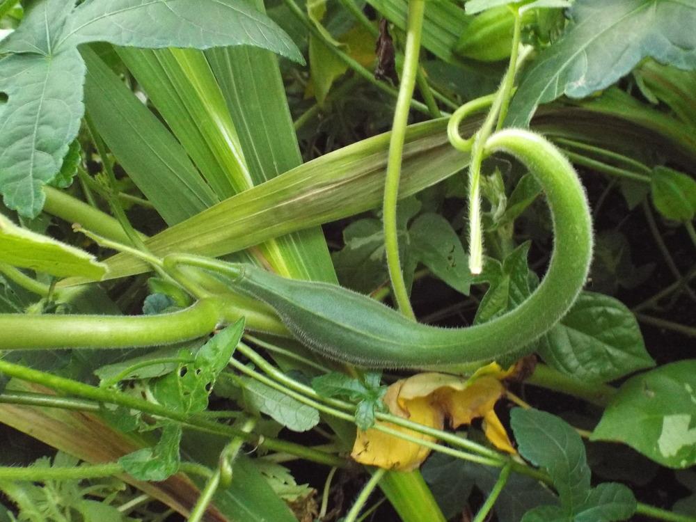 Photo of the seed pods or heads of Devil's Claw (Proboscidea parviflora ...