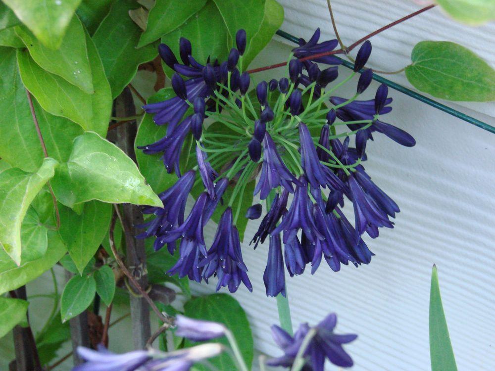 Lily of the Nile (Agapanthus 'Mood Indigo') in the Agapanthus Database ...