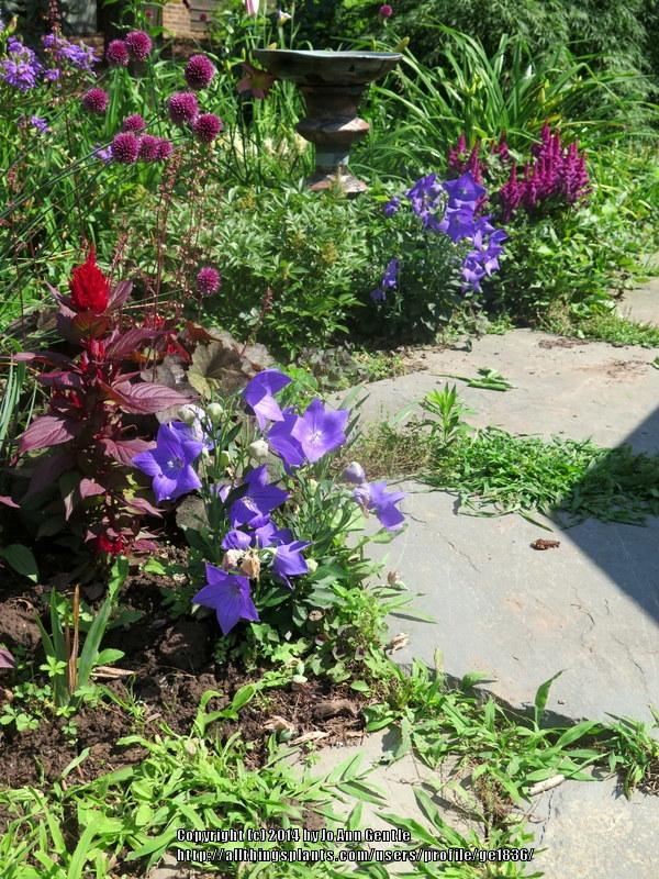Photo of the entire plant of Balloon Flower (Platycodon grandiflorus ...