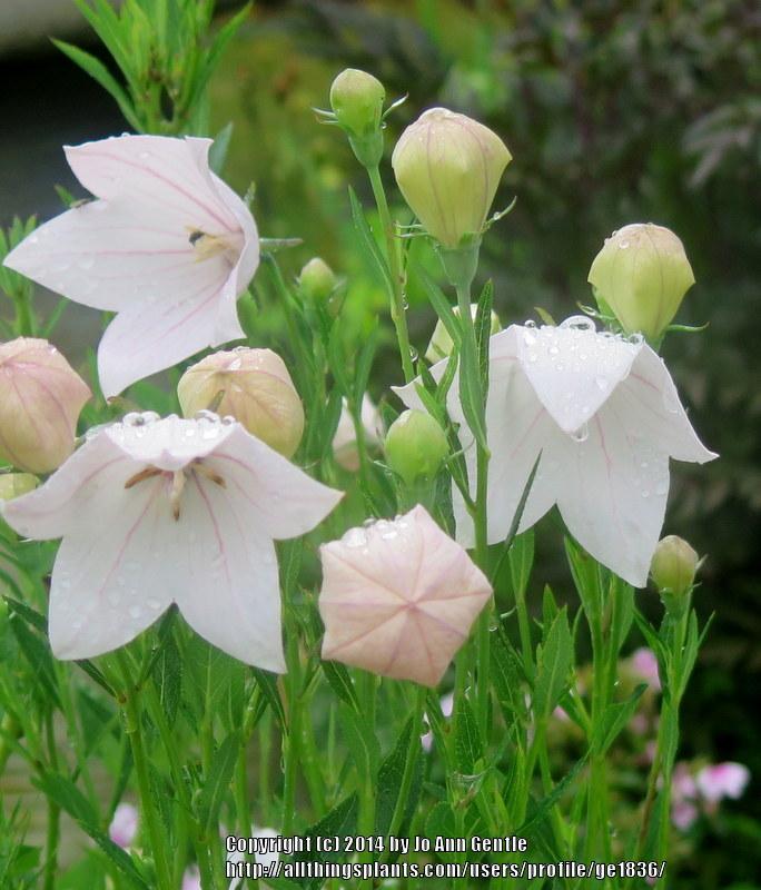 Photo of the bloom of Balloon Flower (Platycodon grandiflorus 'Fuji ...