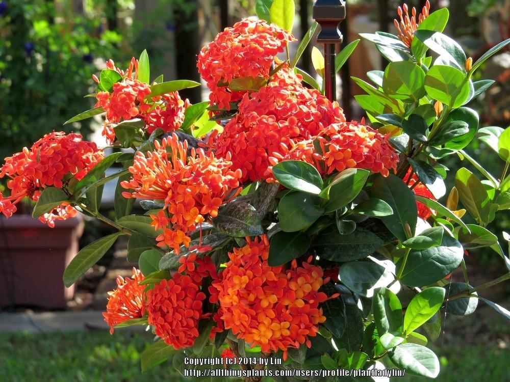 Photo of the bloom of Flame of the Woods (Ixora coccinea 'Maui Red') posted by plantladylin ...