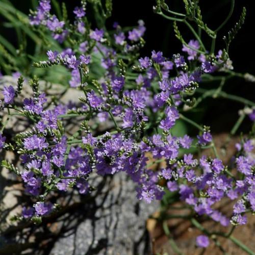 German Statice (Goniolimon tataricum) - Garden.org