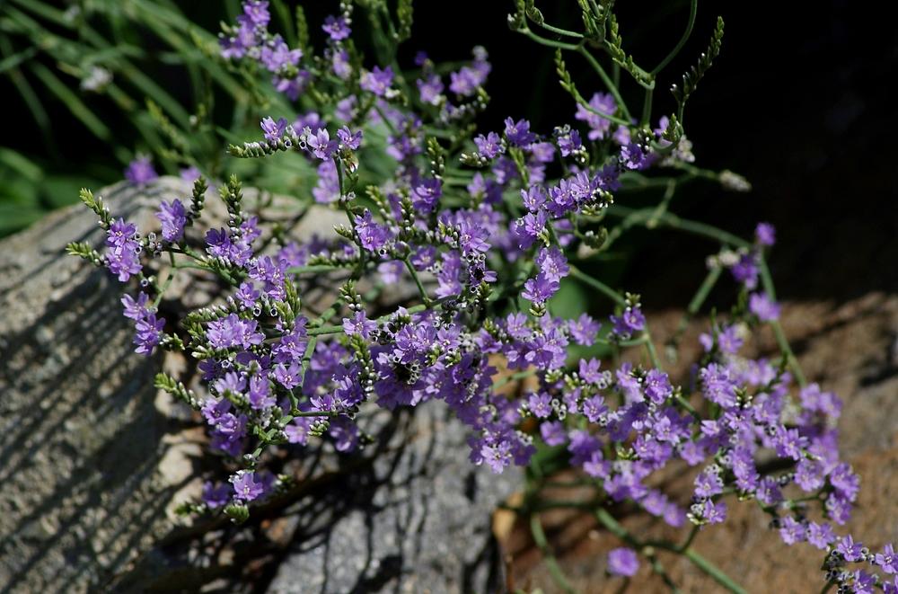 Photo of the bloom of German Statice (Goniolimon tataricum) posted by ...