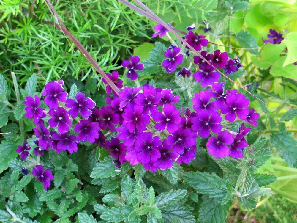 Garden Verbena (Verbena x hybrida Lanai® Deep Purple) - Garden.org