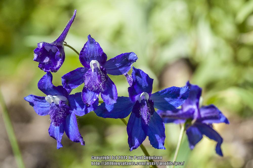 Delphinium (Delphinium glareosum) in the Delphiniums Database - Garden.org