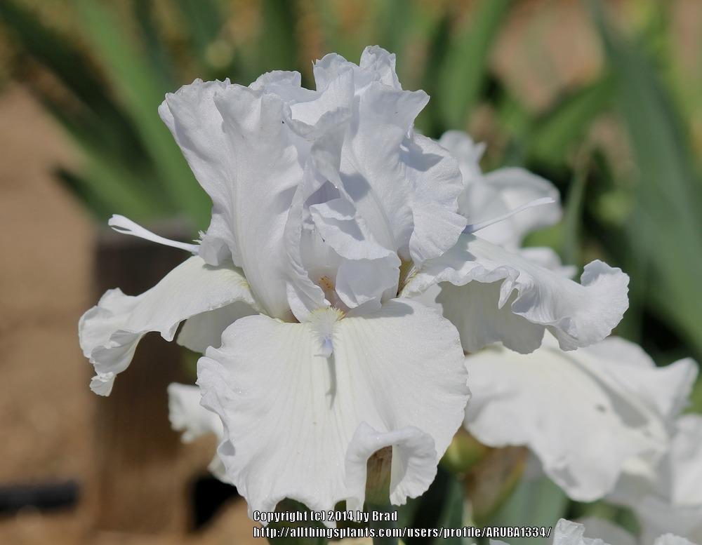 Tall Bearded Iris (Iris 'Battlestar Atlantis') in the Irises Database - Garden.org